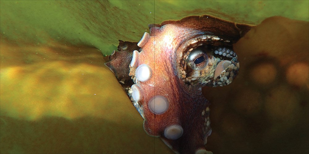 Underwater Wild: My Octopus Teacher's Extraordinary World – AESOP'S FABLE