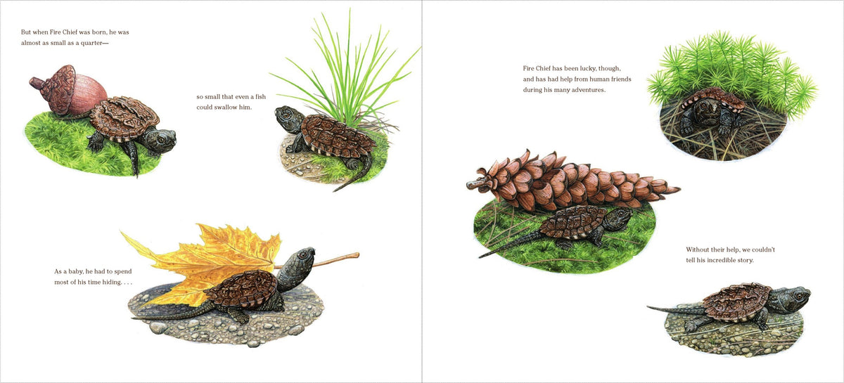 The True and Lucky Life of a Turtle – AESOP'S FABLE
