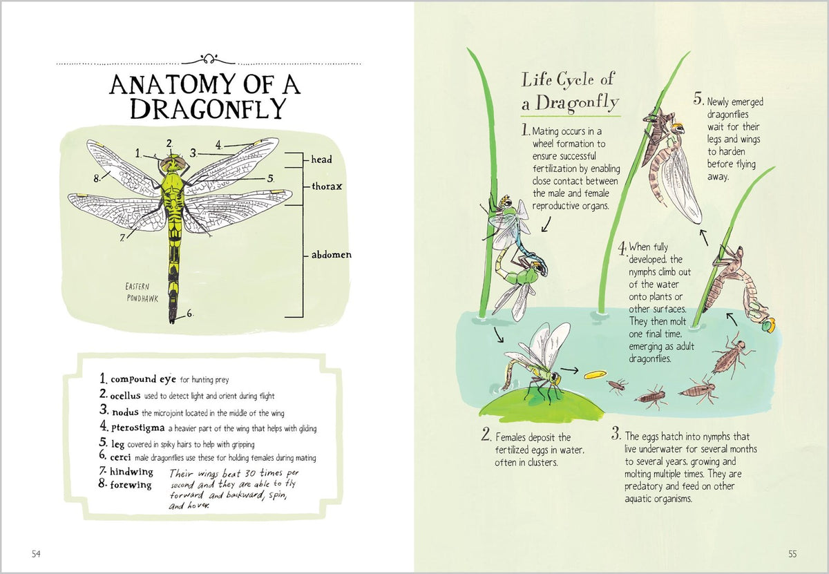 Insect Anatomy: The Curious World of Bees, Beetles, Butterflies, and B ...