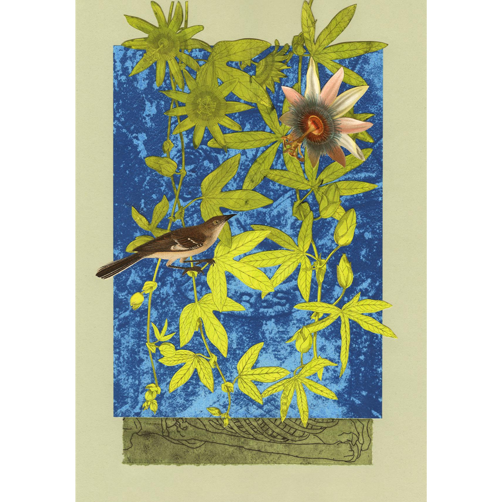 The Comfort of Crows: A Backyard Year – AESOP'S FABLE