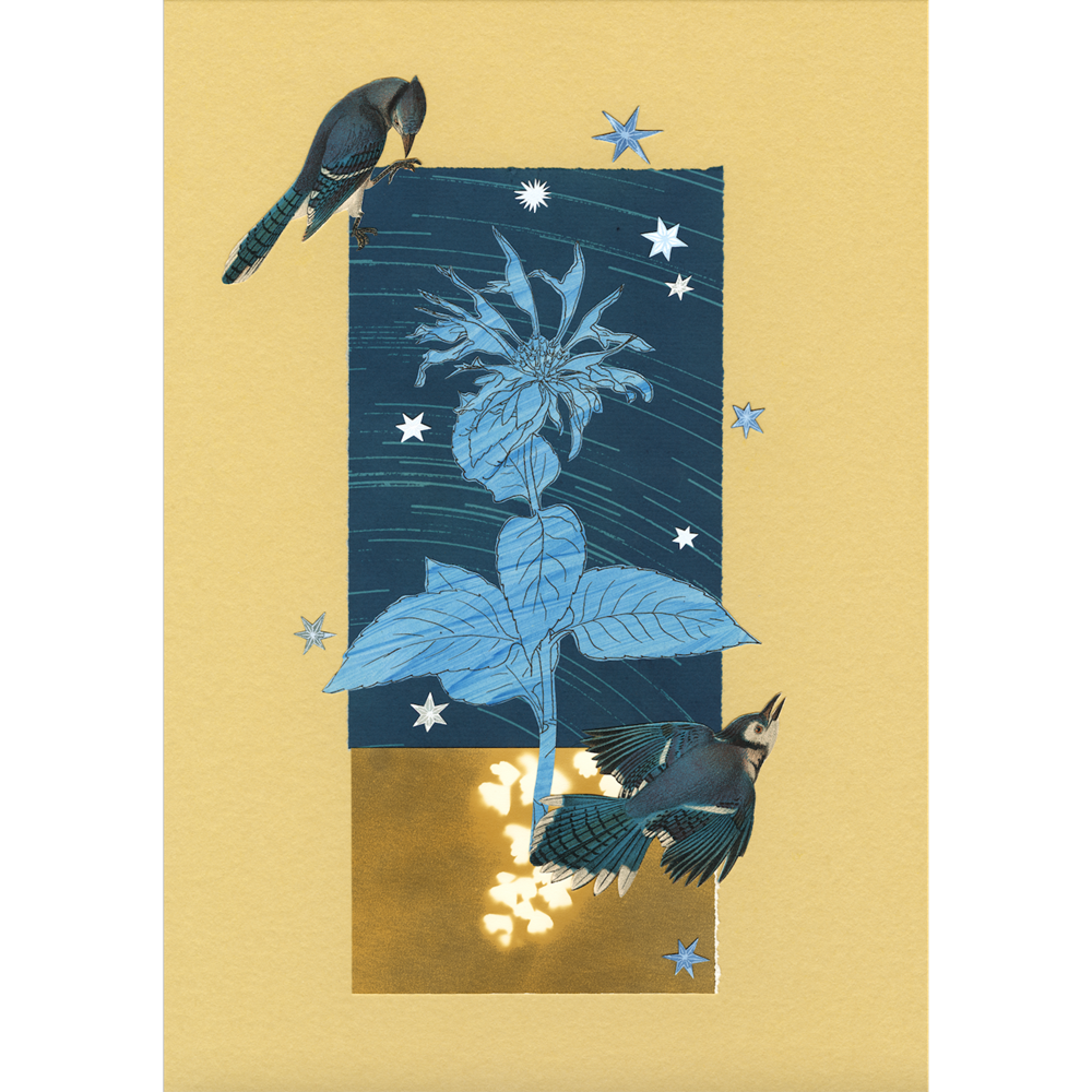 The Comfort of Crows: A Backyard Year – AESOP'S FABLE