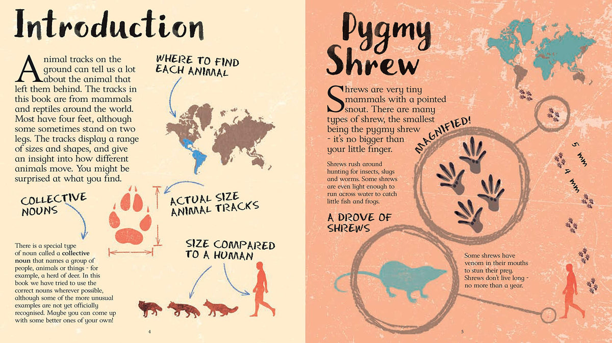 Life-Sized Animal Tracks – AESOP'S FABLE