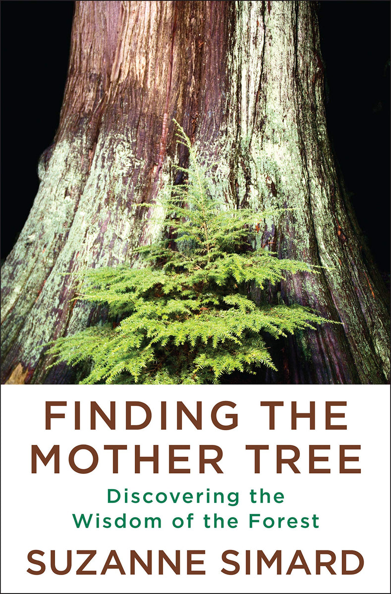 Finding the Mother Tree – AESOP'S FABLE