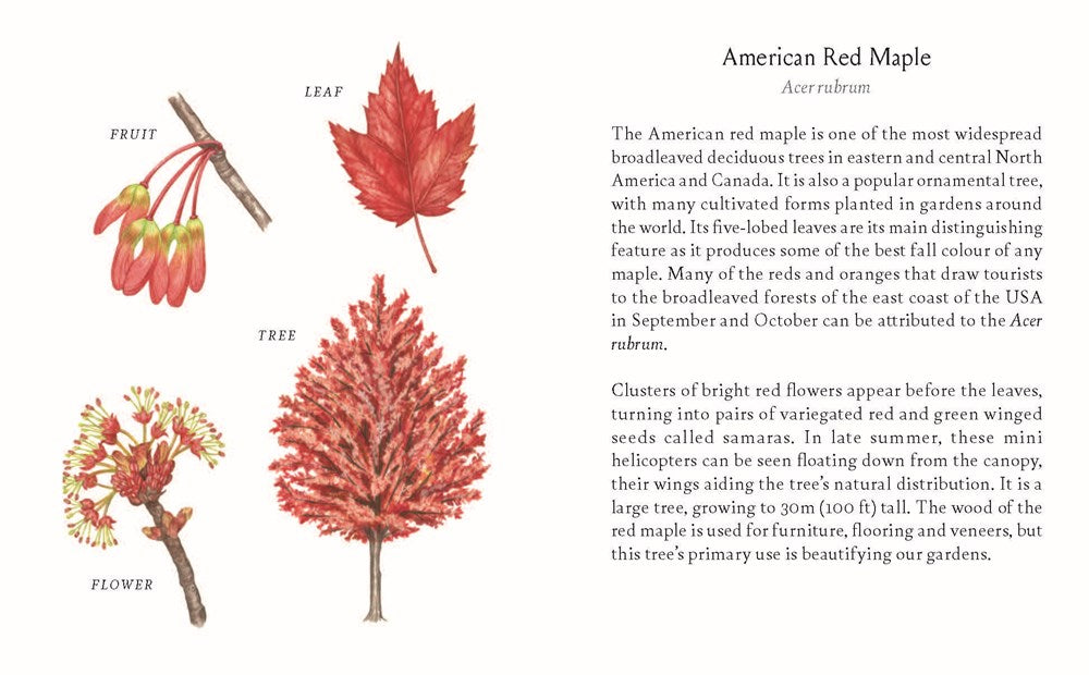 Tree Families: A Botanical Card Game – AESOP'S FABLE